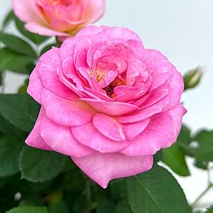 Amazon.com : Rosa Rose Bush Live Plant, Heirloom Rose Plant Live for ...