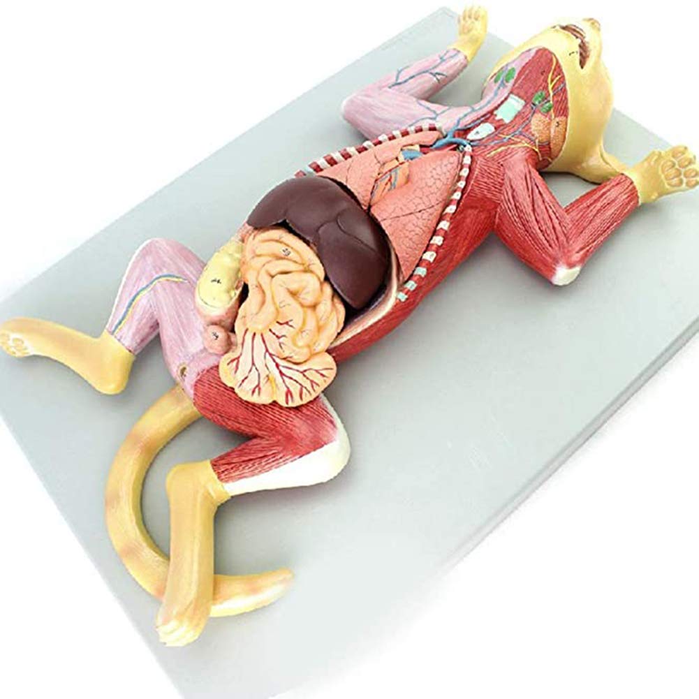 Buy 4D Vision Cats Anatomy Model Removable 10 Parts Collaborative Toys ...