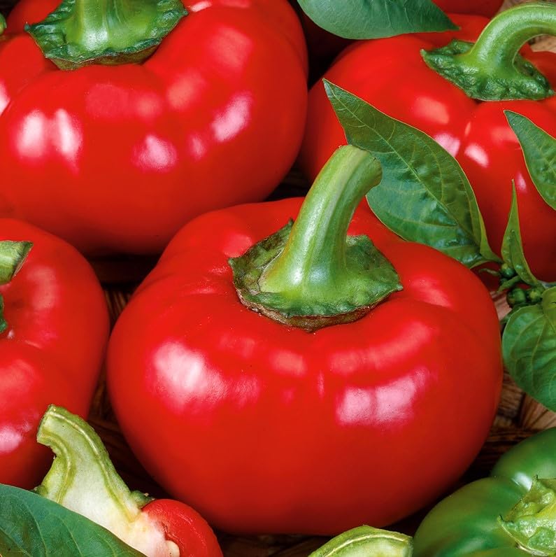 Amazon.com : KIRA SEEDS - Seeds Red Cherry Pepper - Hot - Heirloom ...