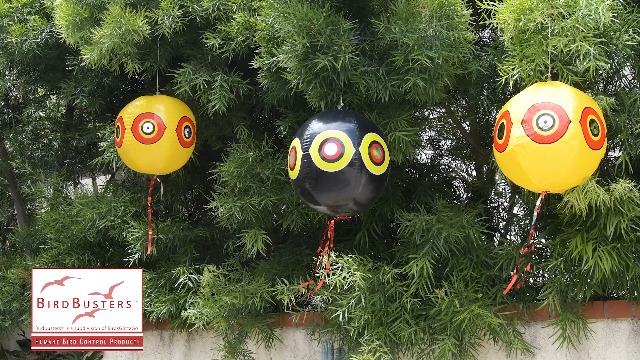 Watch Predator Eye Balloon Bird Deterrent Scare Devices on Amazon Live