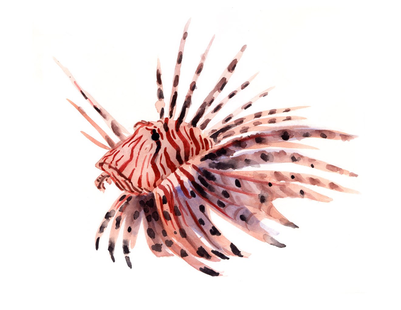 Red Lionfish Drawing
