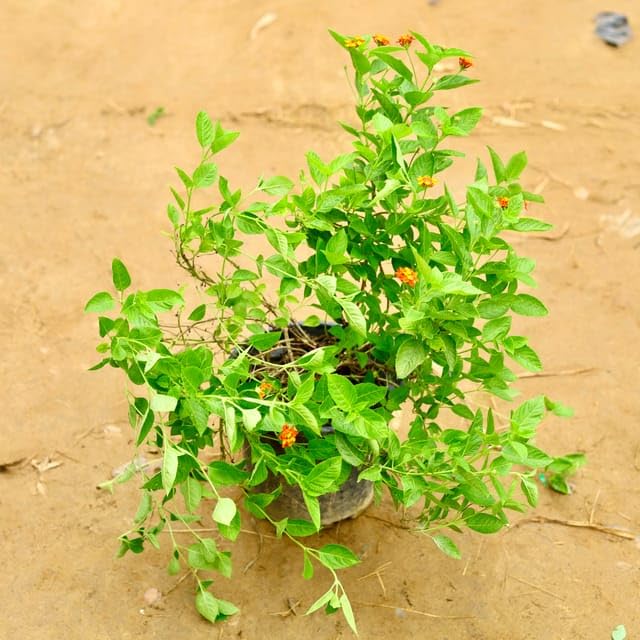 Ks Nursery Pune Plants Live BY Season Repellent Plant-Lantana Yellow ...