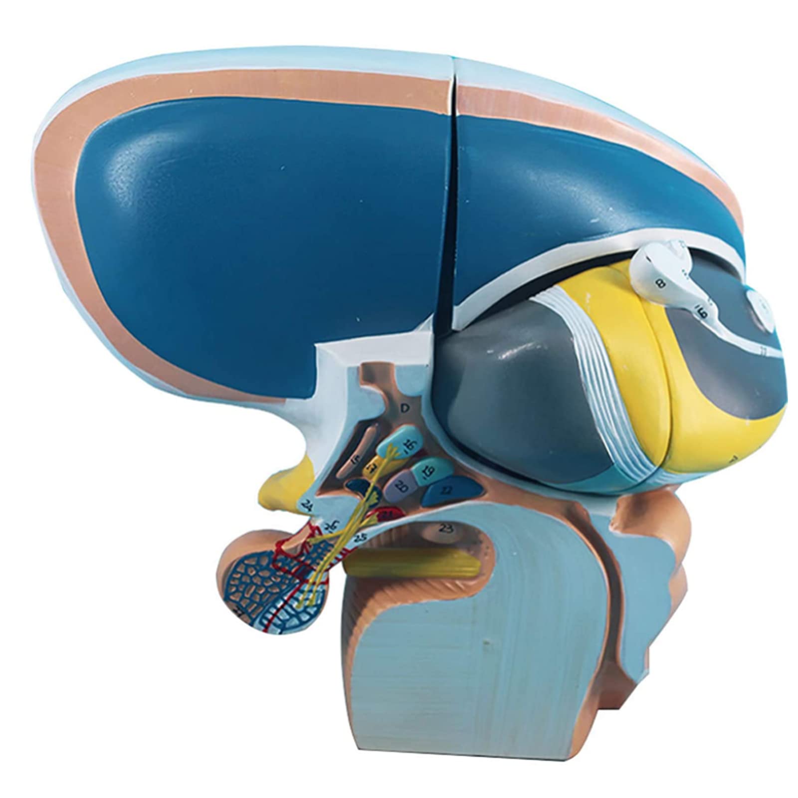 Buy ZYXYYDS Human Thalamus Anatomical Model 3X Magnification ...