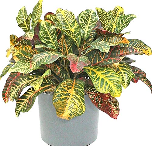 Croton Variegatum Petra, Croton Norma Live Plant 4 to 7 inch : Amazon ...
