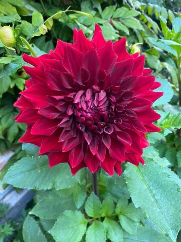 Siddhi Vinayak Gallery® Imported Dahlia Maroon Flower Bulb For Home And ...