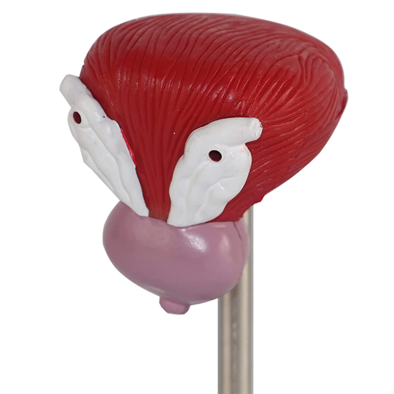 Buy Life Size Human Bladder Anatomical Model PVC Male Prostate ...