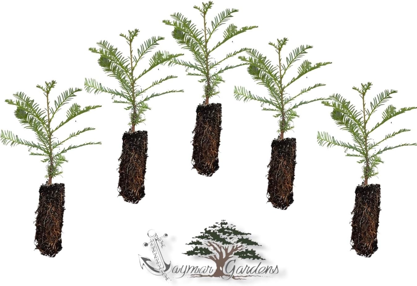 Amazon.com : Coast Redwood Tree Seedling 5 Pack - Sequoia sempervirens ...