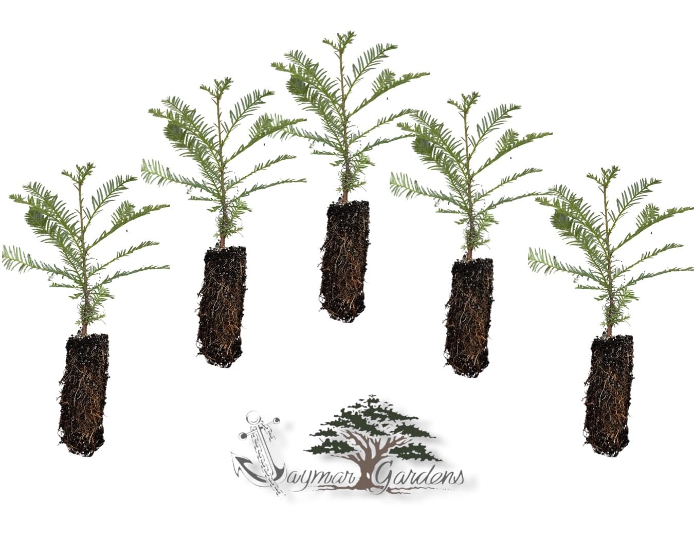 Amazon.com : Coast Redwood Tree Seedling 5 Pack - Sequoia sempervirens ...
