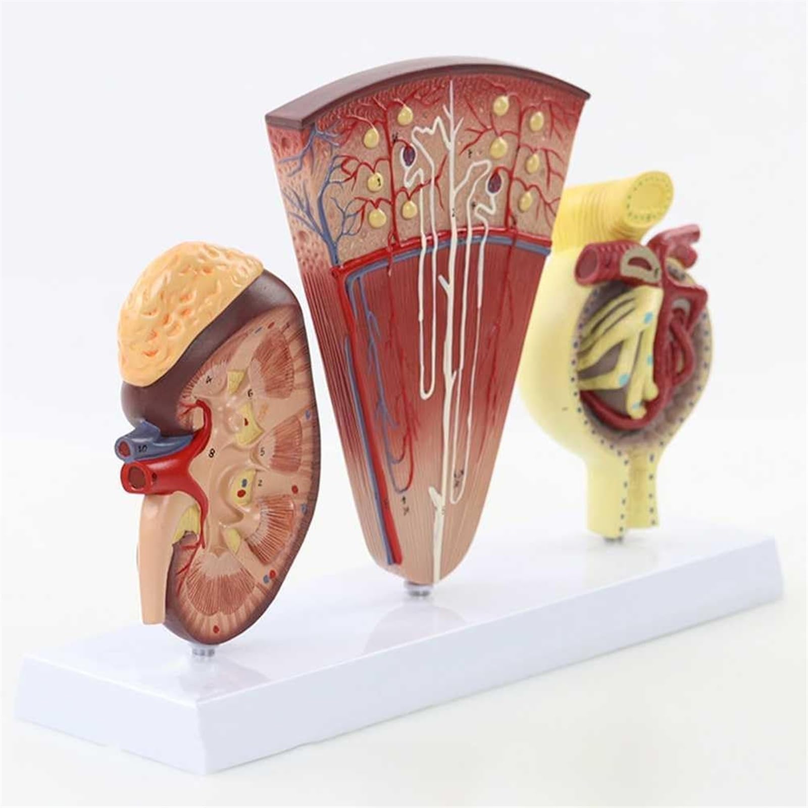 Kidney Model Anatomy