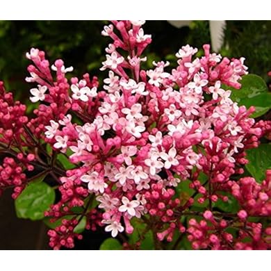 Amazon.com: Red Pixie Lilac Fragrant French Lilac Syringa Potted Plant ...