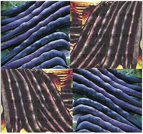 Amazon.com : (20) PURPLE QUEEN Bush Bean seeds : Patio, Lawn & Garden