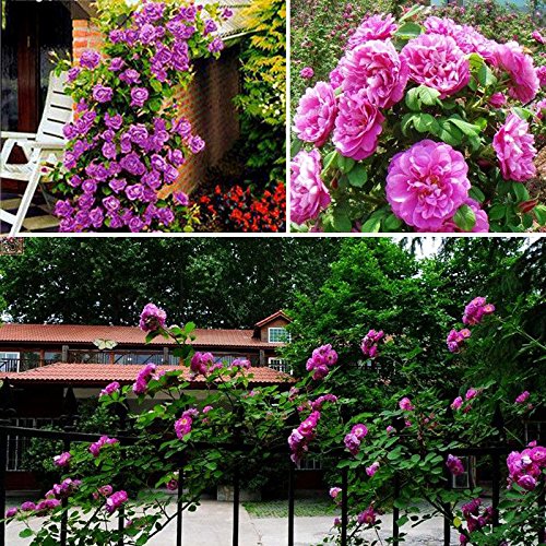 Florona Rare Purple Climbing Rose Live Plant Purple Color Rosa ...