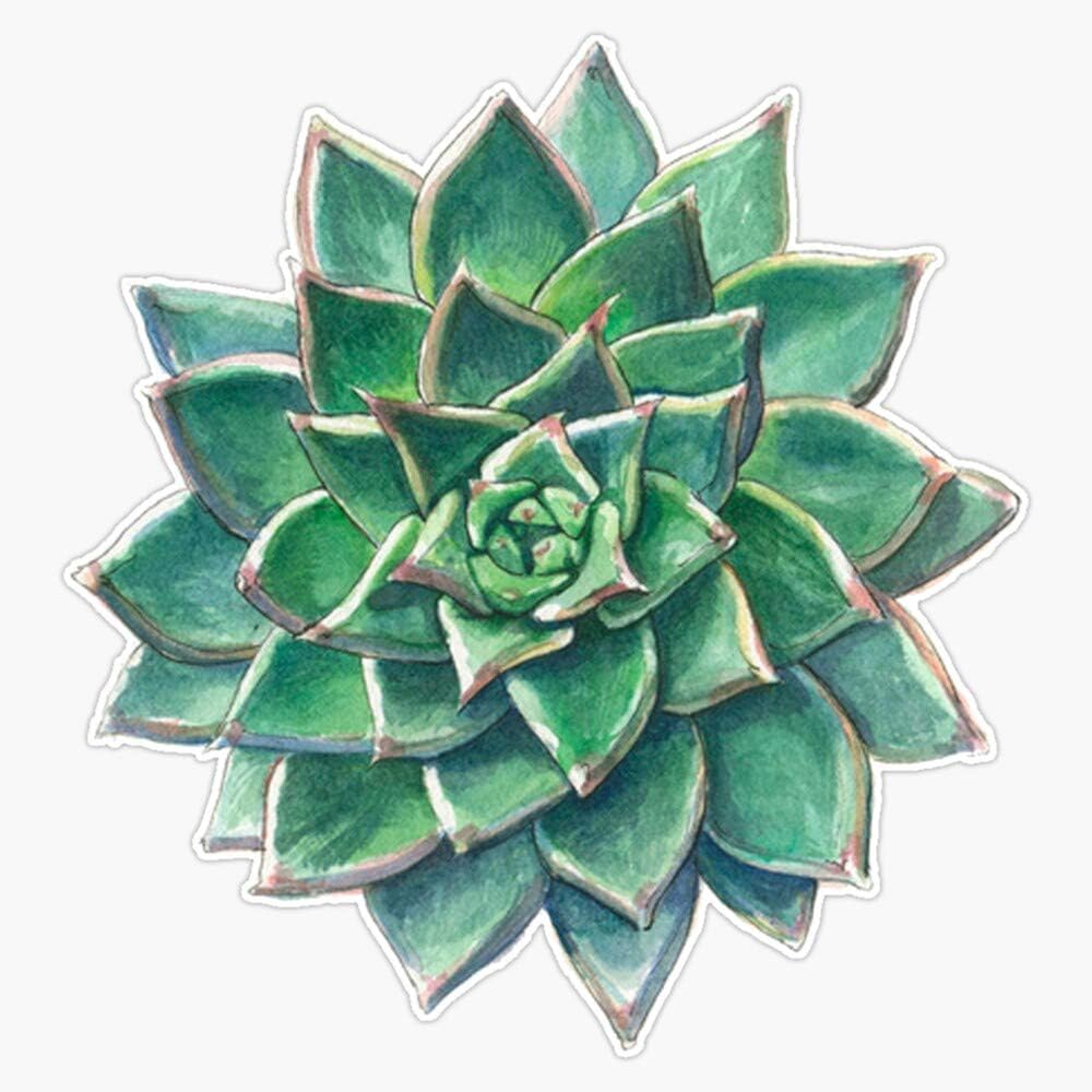 Amazon.com: Succulent Sticker Outdoor Rated Vinyl Sticker Decal for ...