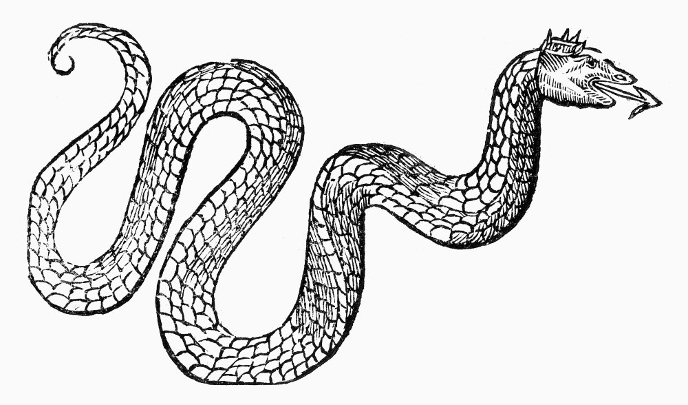 Basilisk Snake Drawing