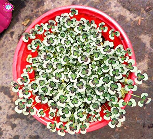 Amazon.com: 100pcs Rare Clover Seeds Bonsai Flower Seeds Trifolium ...