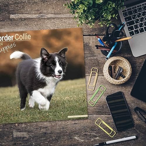 Snapklik.com : 2023 2024 Border Collie Puppies Calendar - Dog Breed ...
