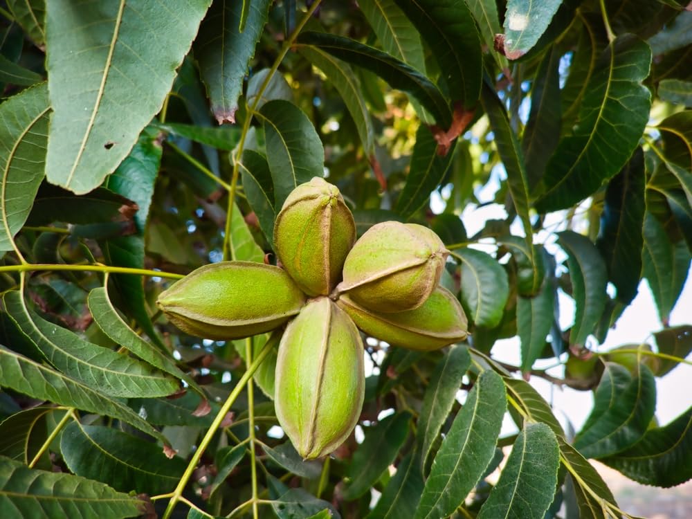 Amazon.com : Pecan Fruit Tree Seedlings for Planting - No Ship to ...