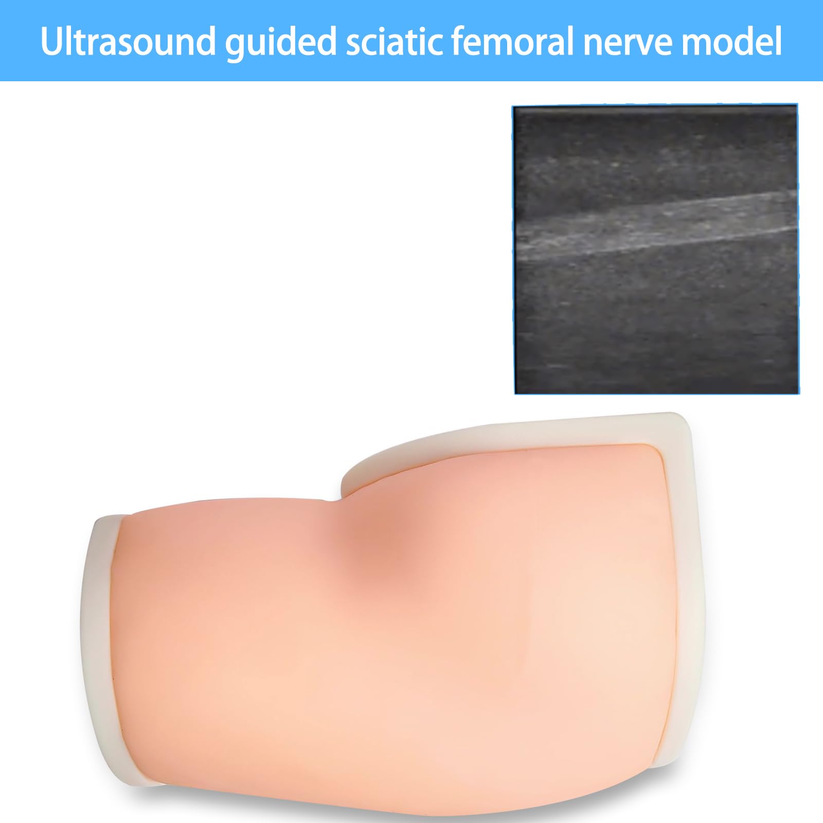 Snapklik.com : Sciatic Nerve Model,Can Be Used For Practice Of Sciatic ...