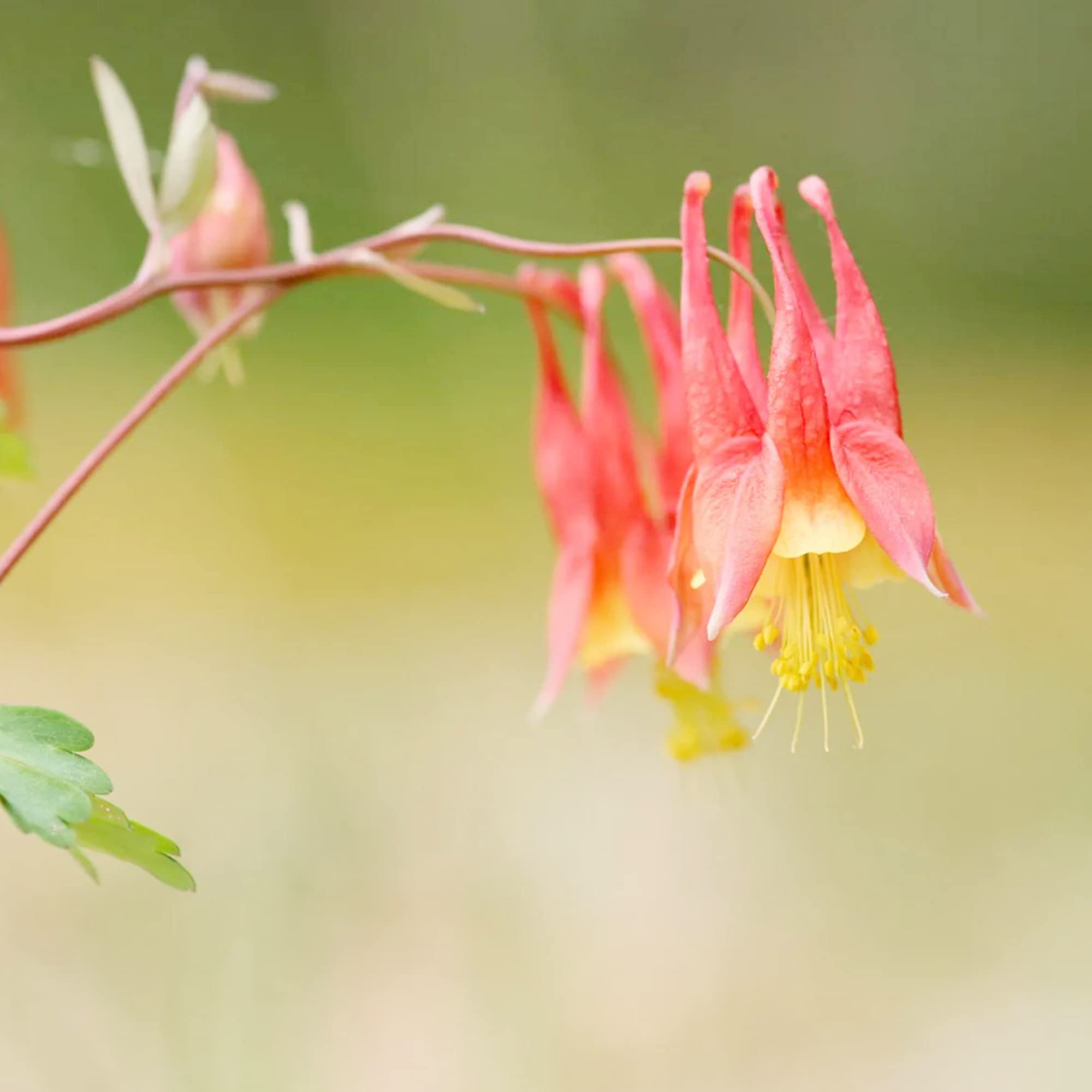 Amazon.com : Canadian Columbine Seeds Eastern Red Columbine, Aquilegia ...