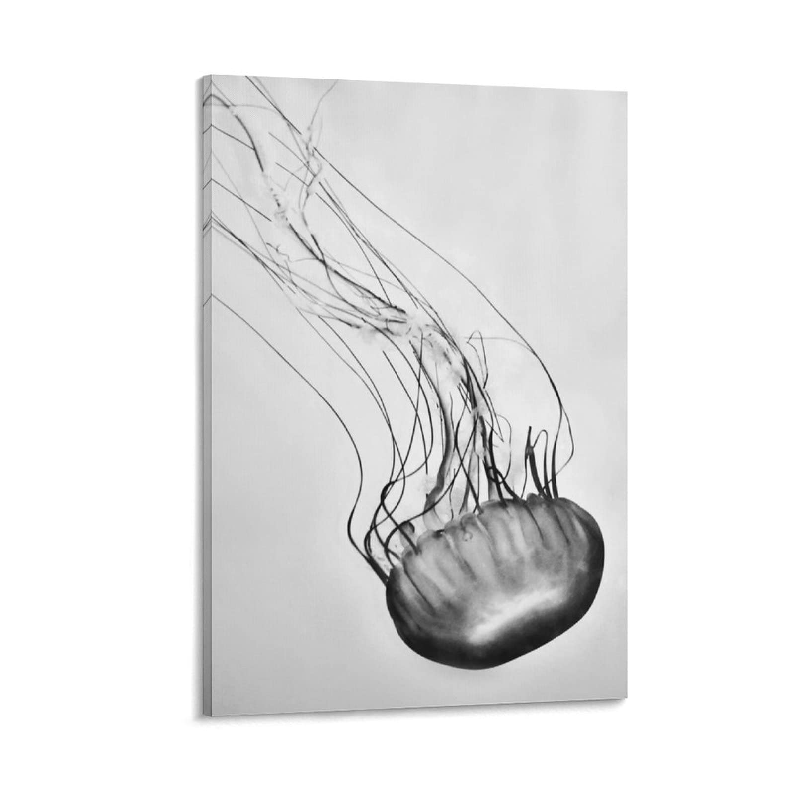 Sea Nettle Jellyfish Drawing