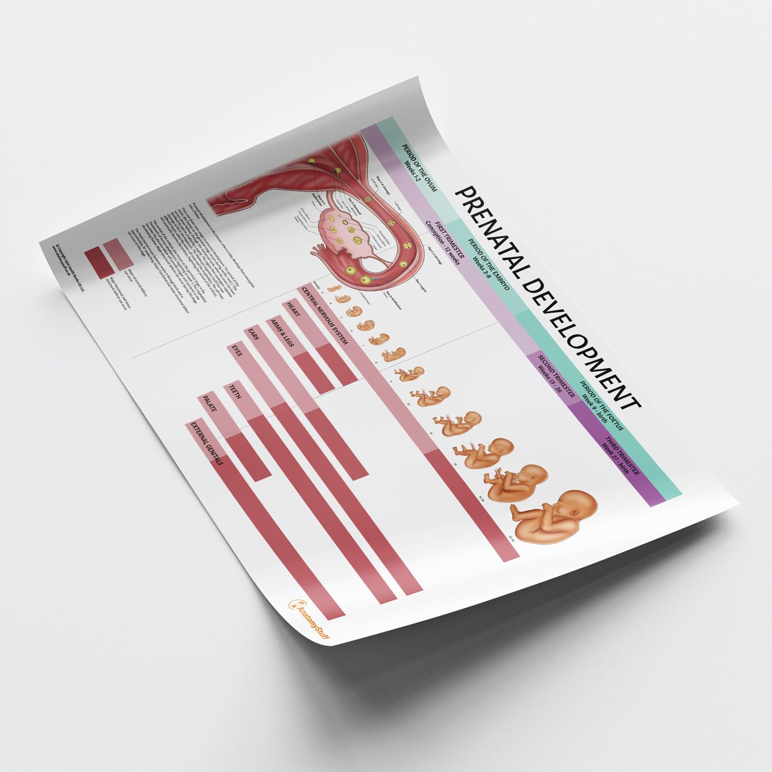 Diagram Fetal Growth Chart 5+ Thousand Crecimiento Fetal Royalty Free