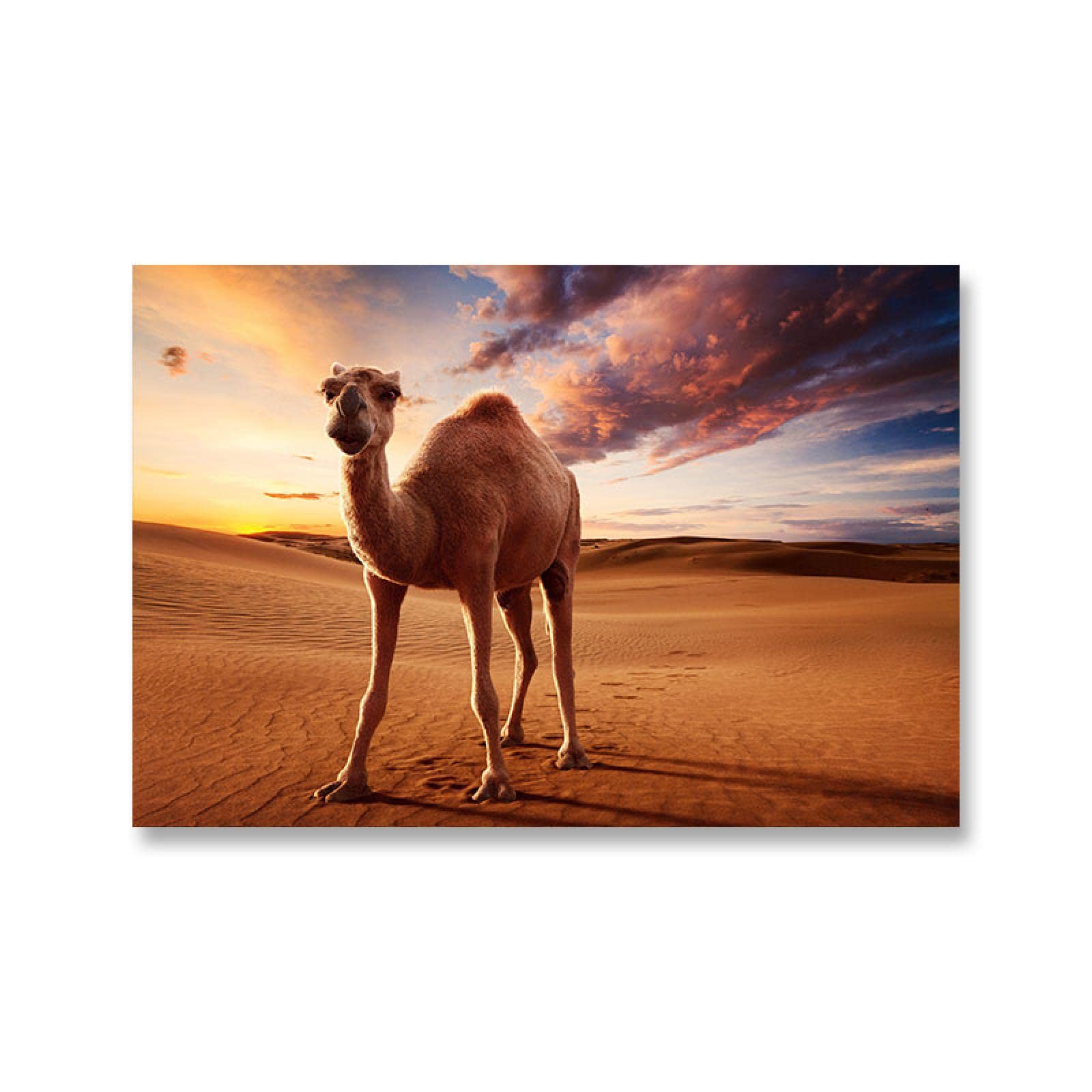 Baby Camel In Desert