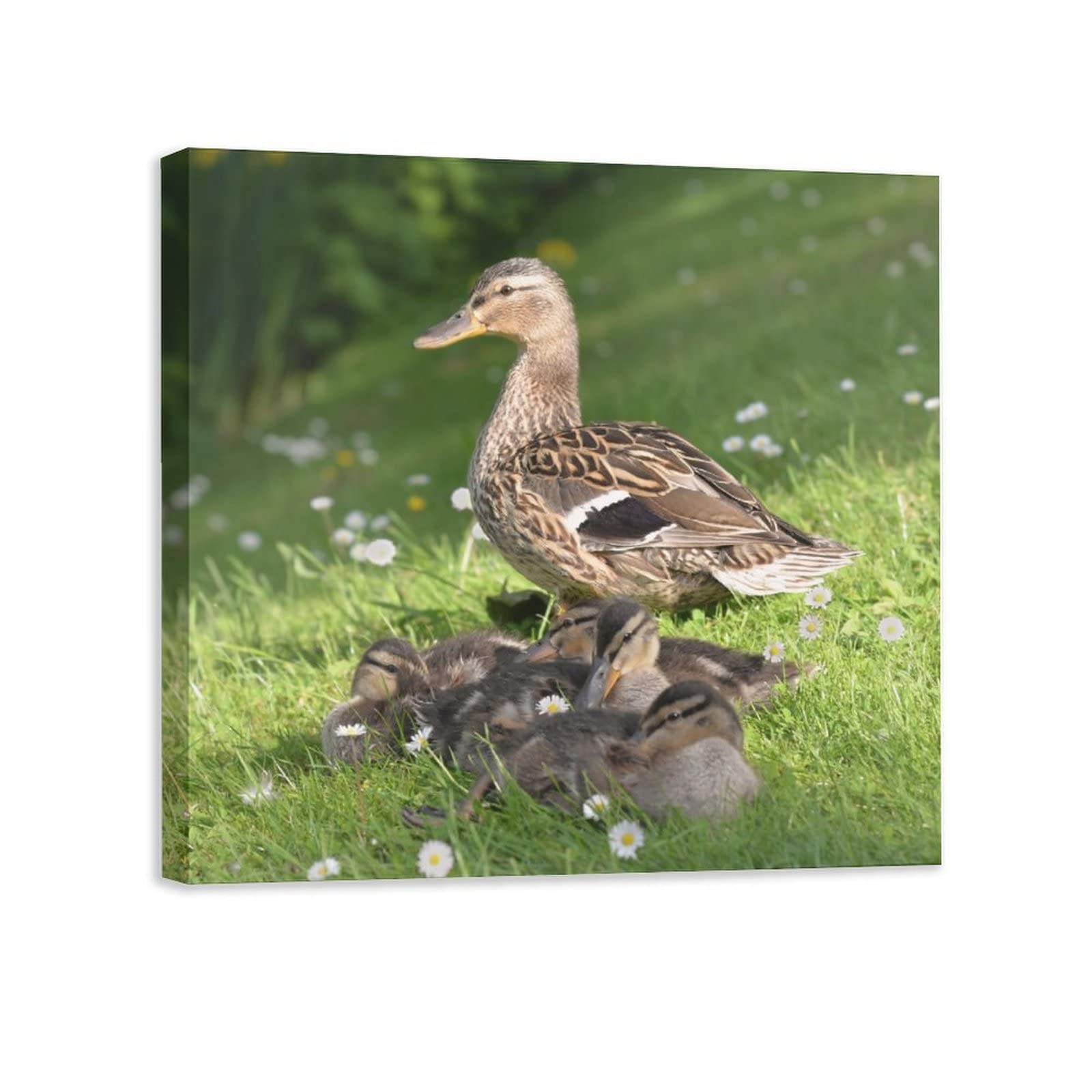 Cute Baby Ducks Following Mother