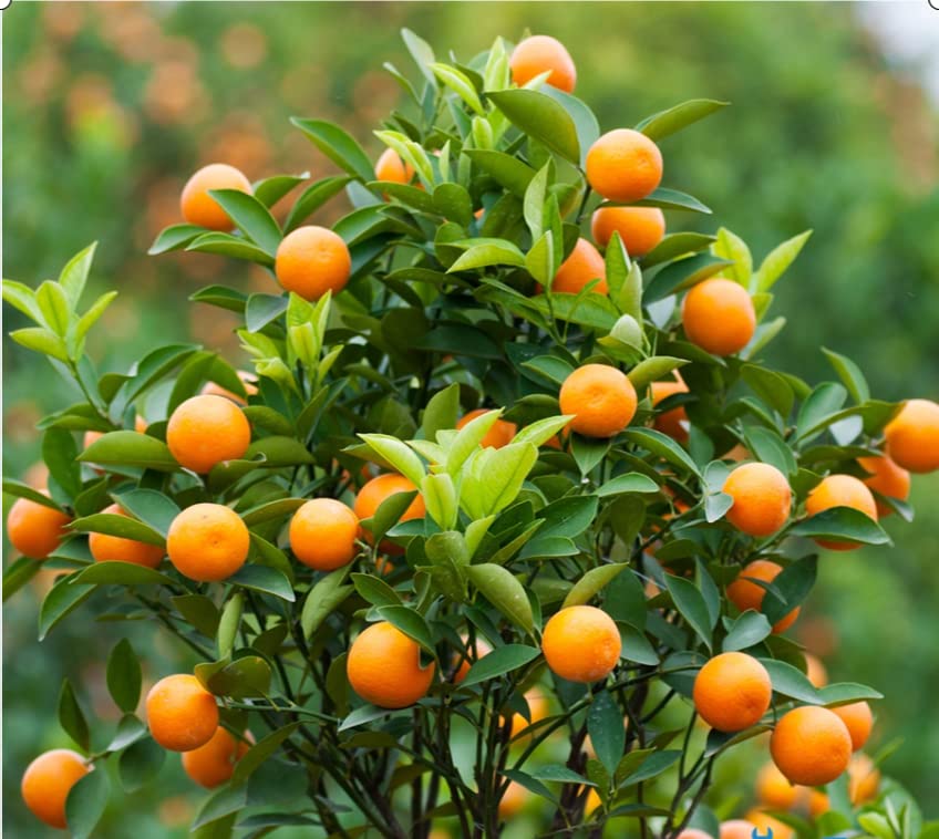 Calamansi tree - How to grow & care