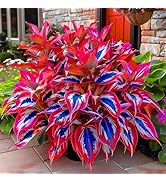 Amazon.com : Floranza Hosta Seeds - Blue Black Variegated Large-Leaf ...