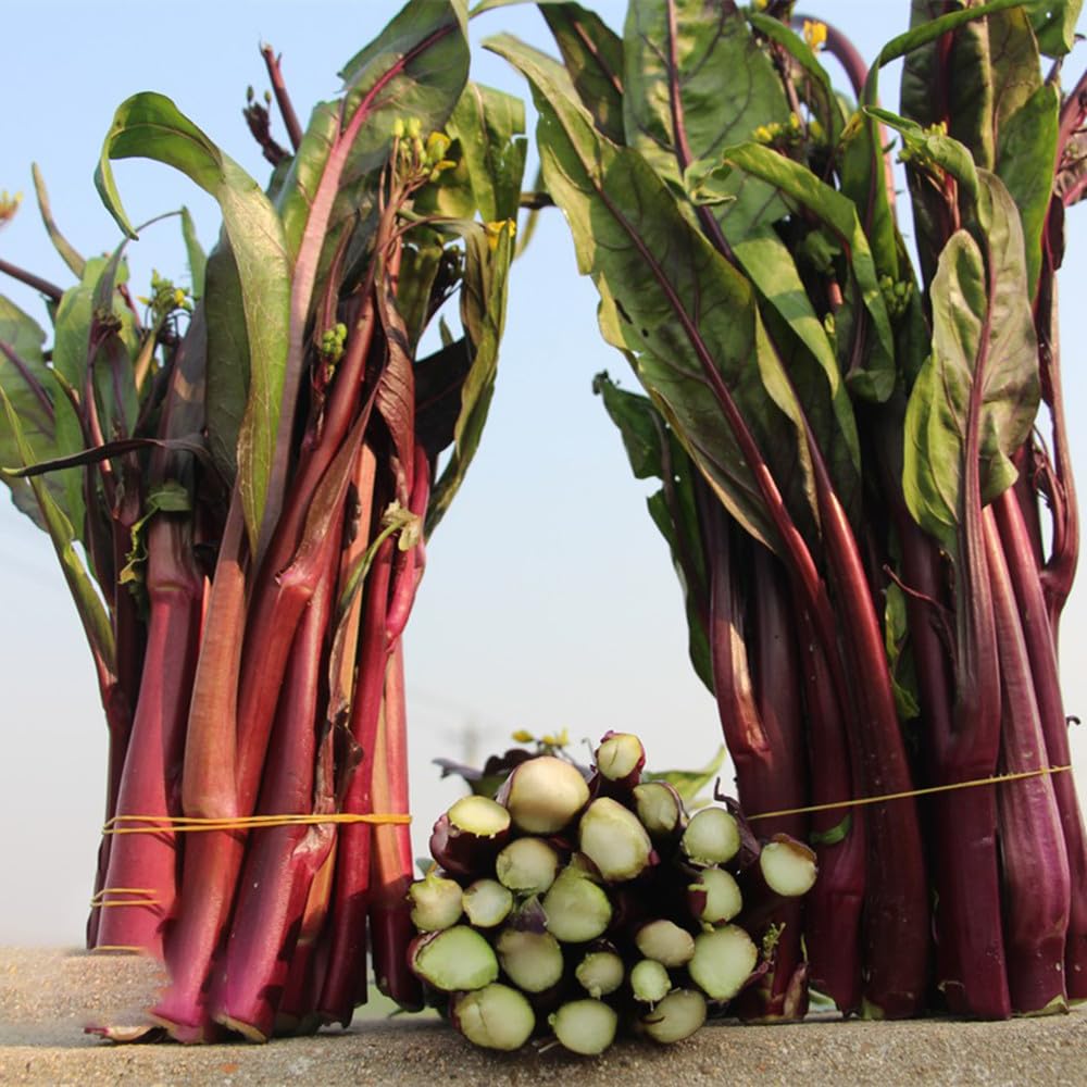 Amazon.com : Red Chinese Kale Seeds, 1500+ Vegetable Seeds for Plating ...
