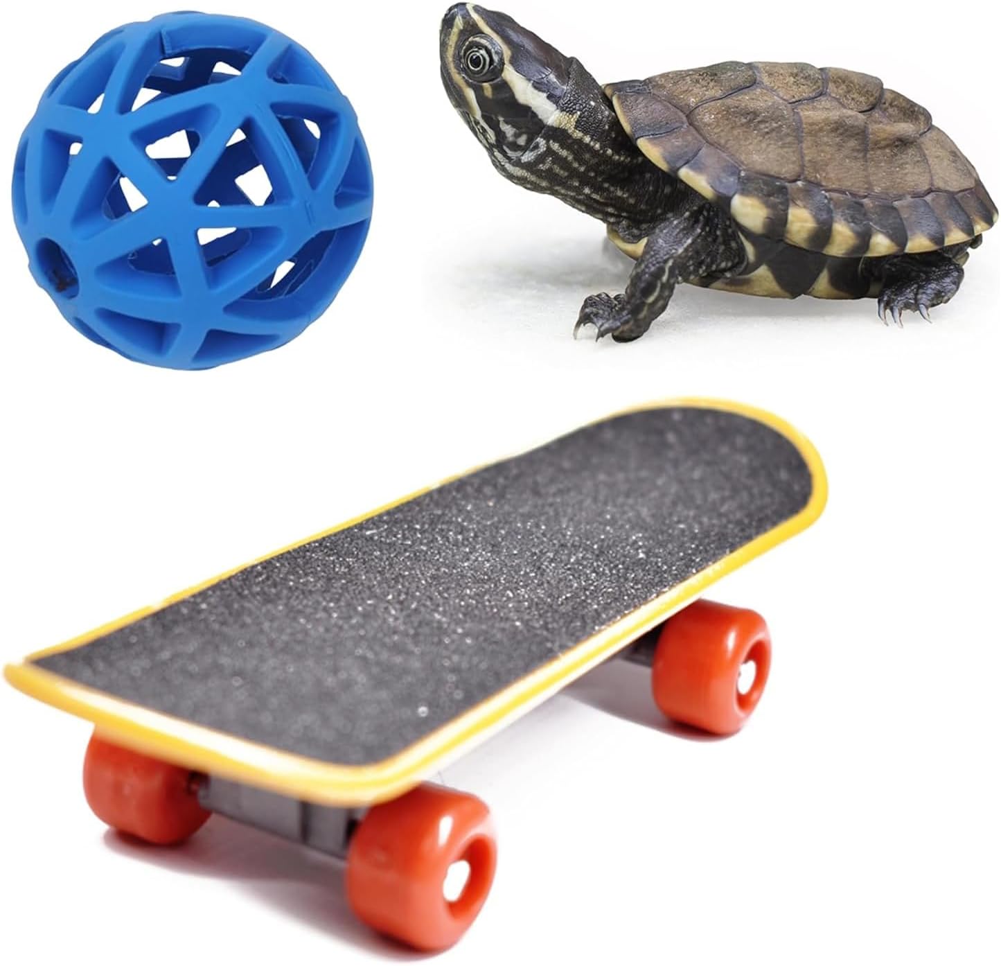 Amazon.com : Tortoise Treat Ball & Training Skateboard Toy Set - Fun ...