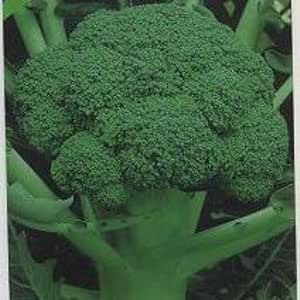 Amazon.co.jp: Vegetable Seeds, Broccoli, Western Indigo, 20 Capsules ...