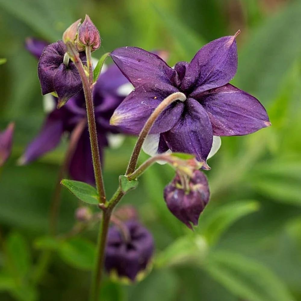 Amazon.com : Columbine Flower Seeds to Plant - 1000+ Columbine Seeds ...