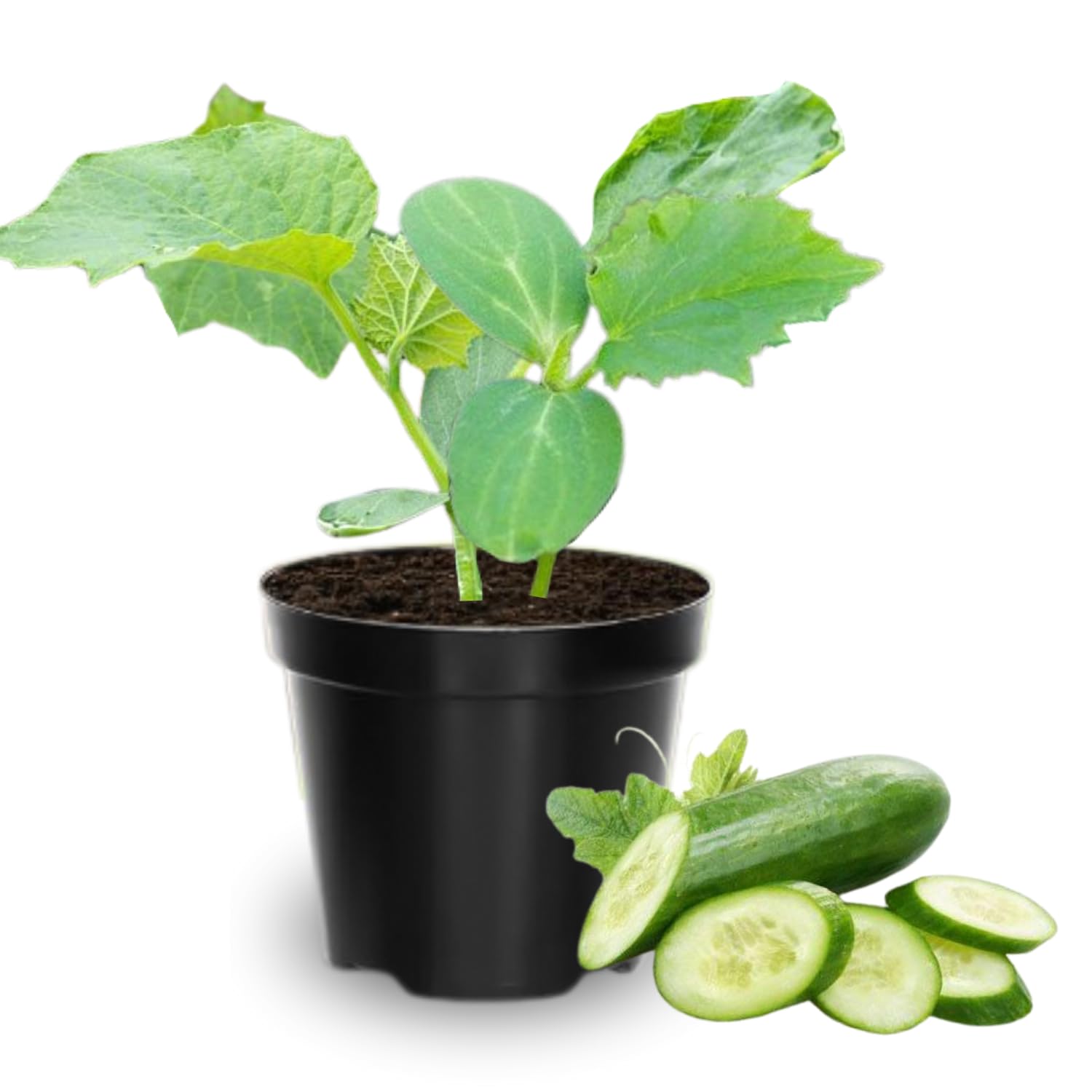 Plantas De Pepino