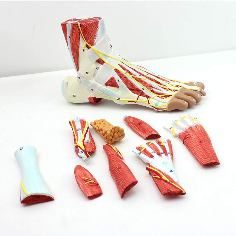 Buy 9 Part Muscles and Neurovascular ar Anatomical Anatomical Foot ...