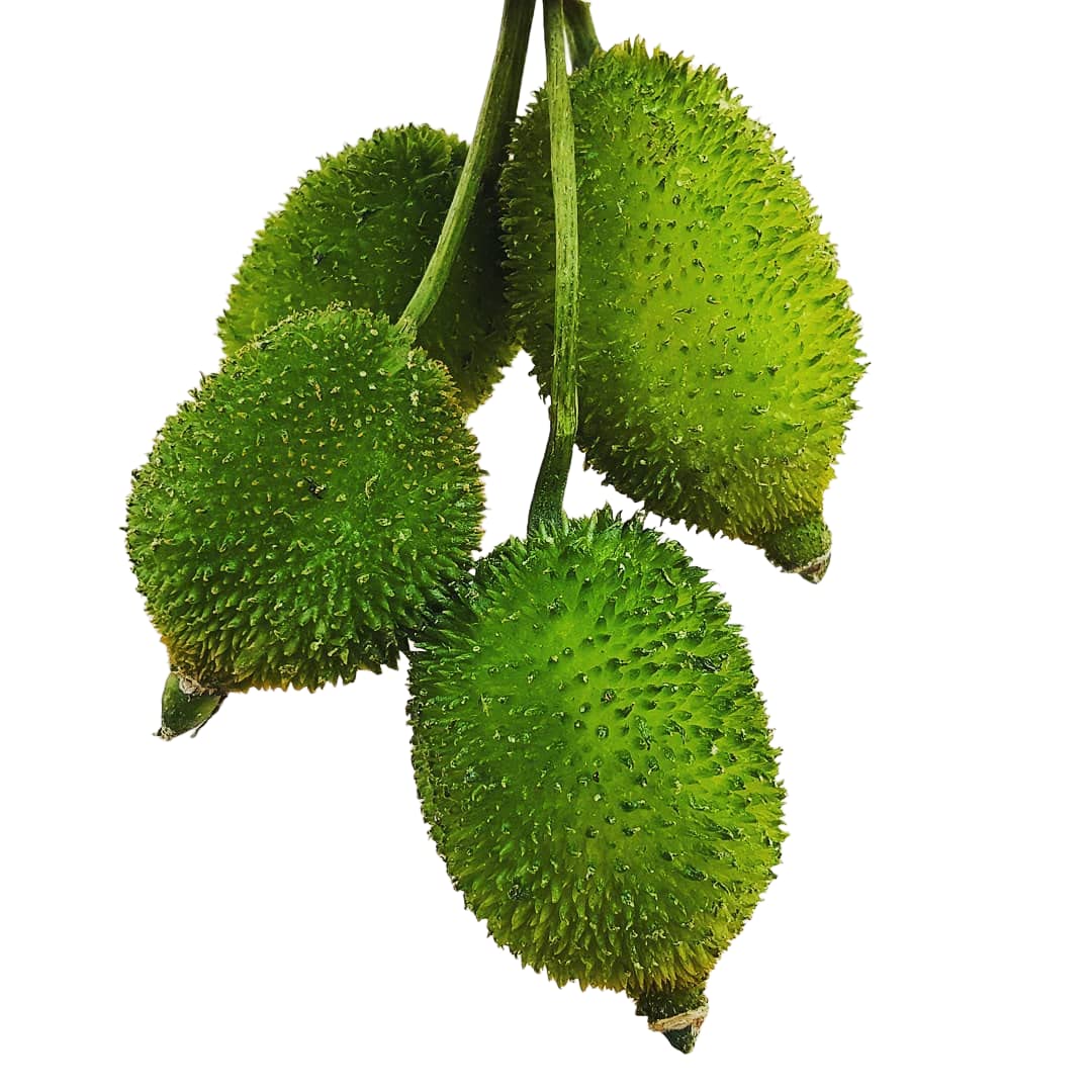 Vegetable Garden Kantola Indian Spinegourd Kantola Seeds – Seeds Of