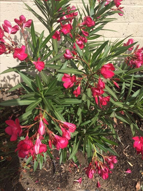 GOLAPKOLONY Rare Red Kaner Live Plant - Nerium Oleander Live Plant ...
