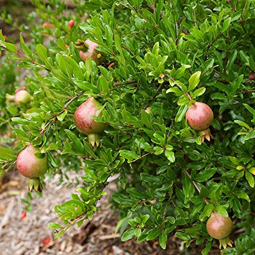 Creative Farmer Live Exotic Fruit Plant Pomagranate Dwarf Pomegranate ...
