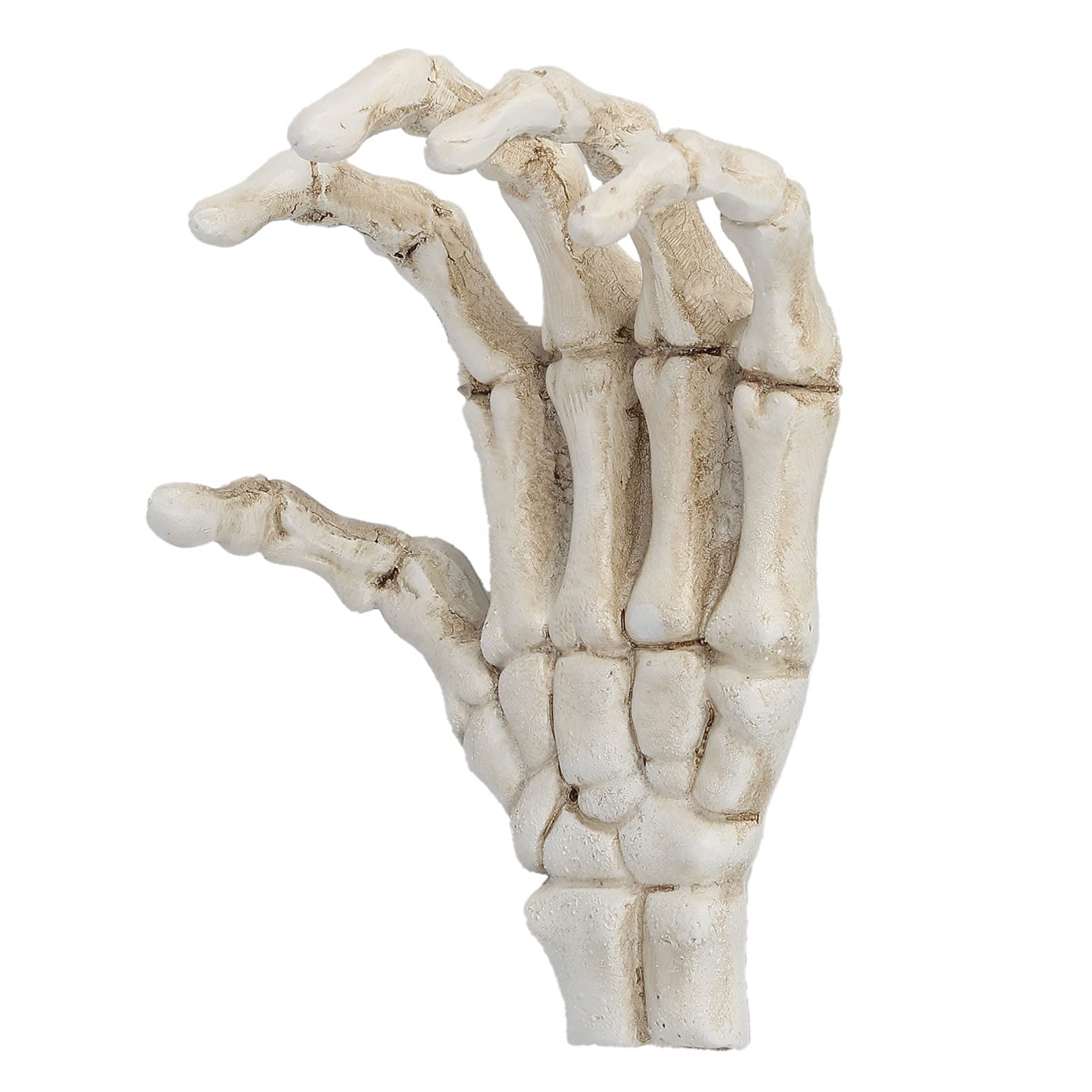 Human Skeleton Hand