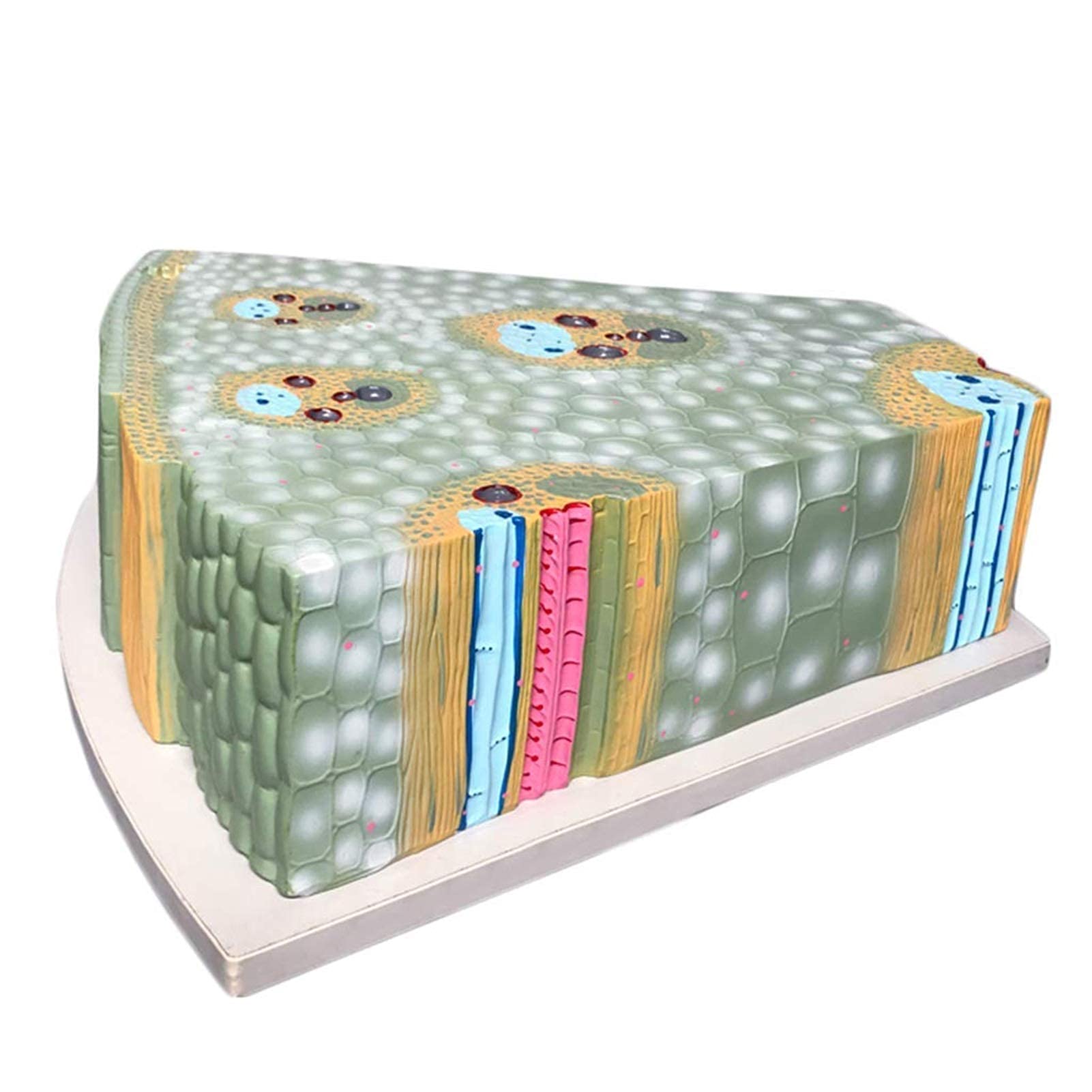 Buy Study Model 10 Study Model Anatomy Model - Stem Structure Of Maize ...