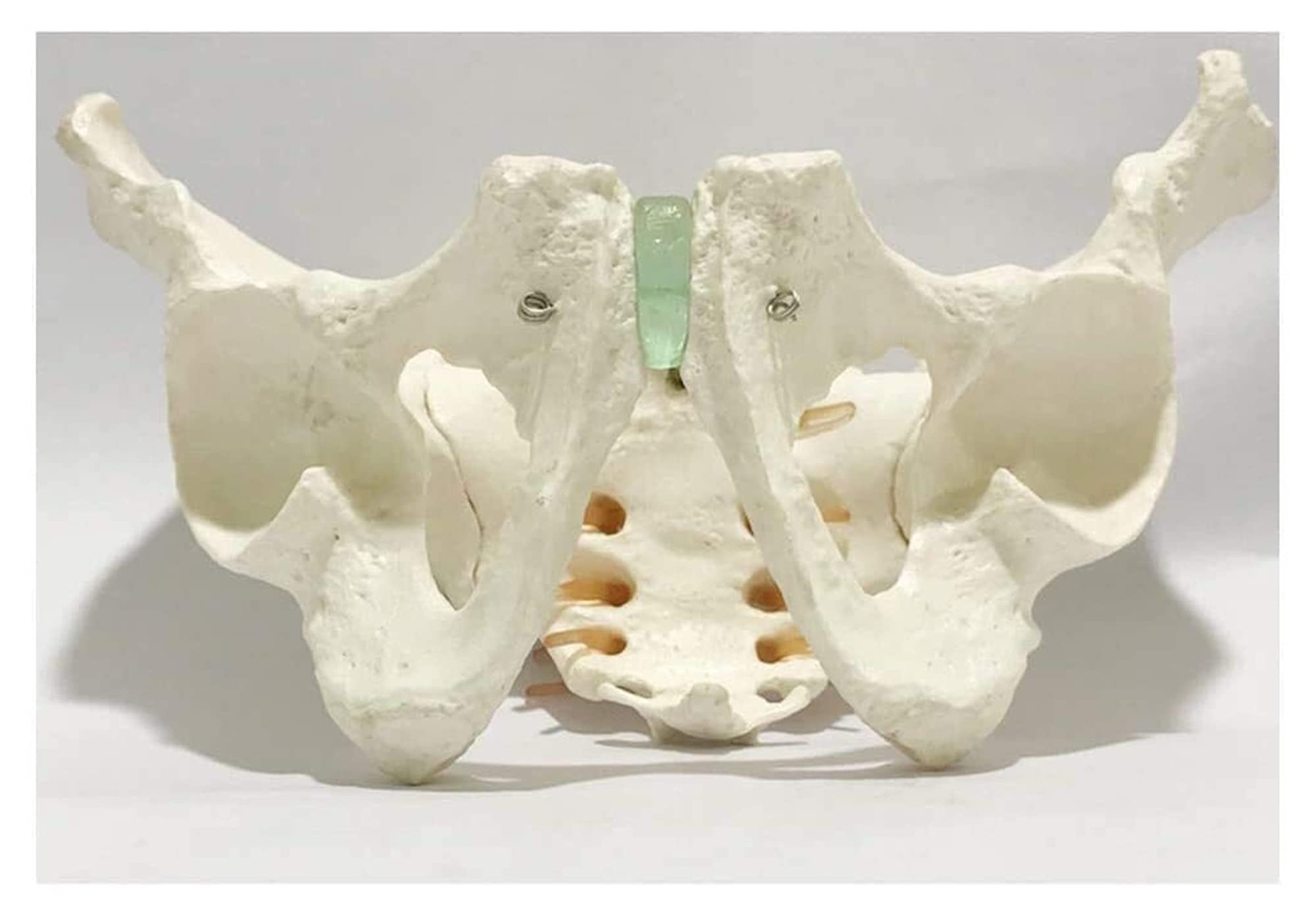Buy Study Model Male Pelvis Model Anatomy Model Life Size Hip Pelvic ...