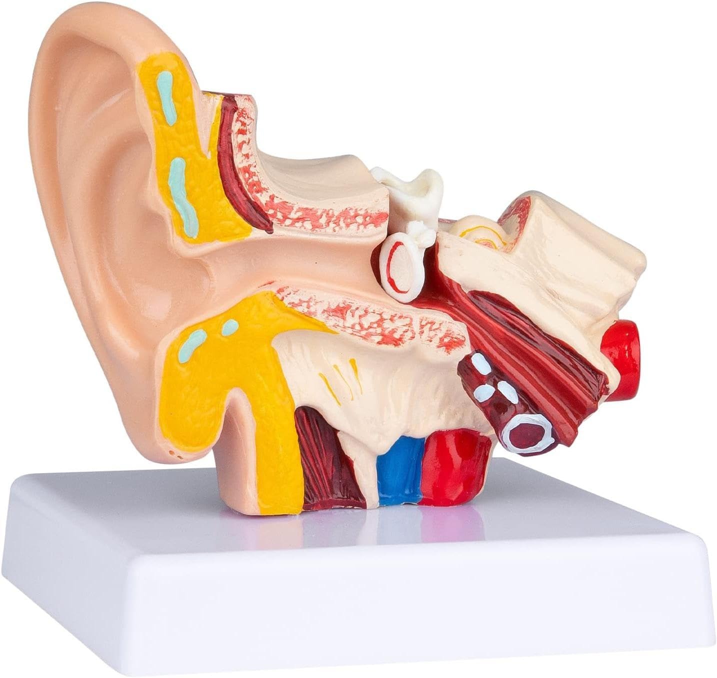 Anatomical 3D Ear Model-Human Ear Model Anatomy - 1.5 Times Enlarged ...