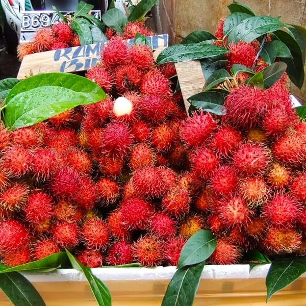 SANJU Rare seedling Rambutan " N-18" Hybrid Variety (Rambutan Fruit ...
