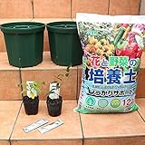 ・ブランド:ＩＴＡＮＳＥ・製造元:ITANSE・製造元/メーカー部品番号:ベビーキウイ(サルナシ)・人気のベビーキウイ(サルナシ)と資材が一緒になったお買い得セット！【資材内容：スリット鉢8号2個／培養土12L／スティック肥料2本】スリット...