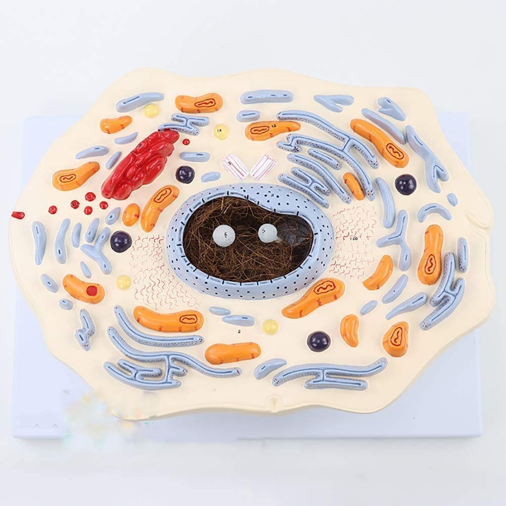 Model Of Anatomy Cell Model Cell Structure Model Of Animal | Desertcart ...