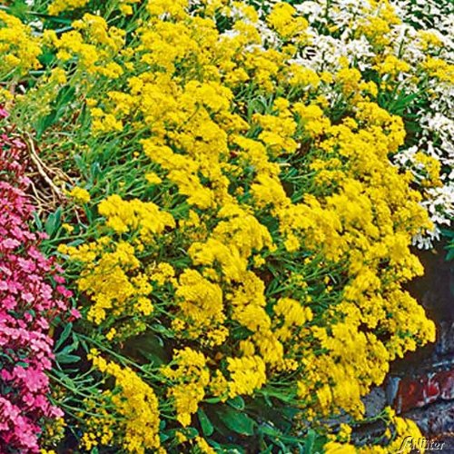 Bodendecker Gelbe Blüte – Die 15 besten Produkte im Vergleich ...