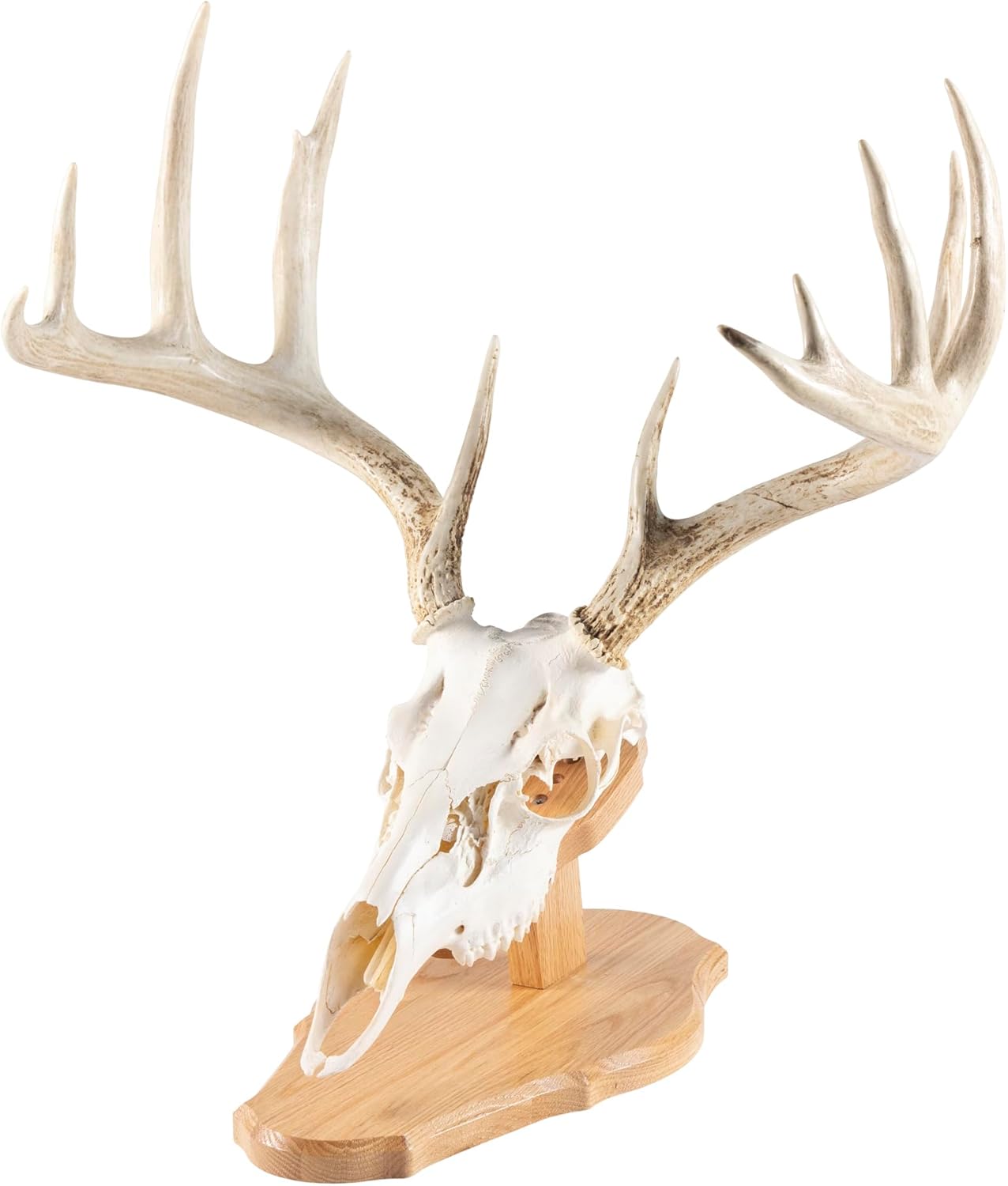 Amazon.com: Walnut Hollow Country Reversible Skull Mount Kit in Oak for ...