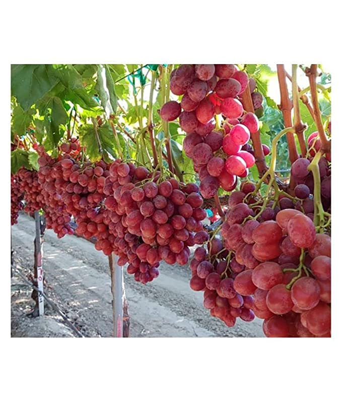 WoFLoo Exotic Angoor Grapes Vine Cutting - Fruit Plants & Tree Outdoor ...