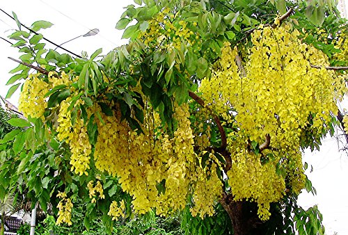 IndianAgro Golden Shower (Shonajhuri) Flower Seeds Pack of 30+ seeds ...