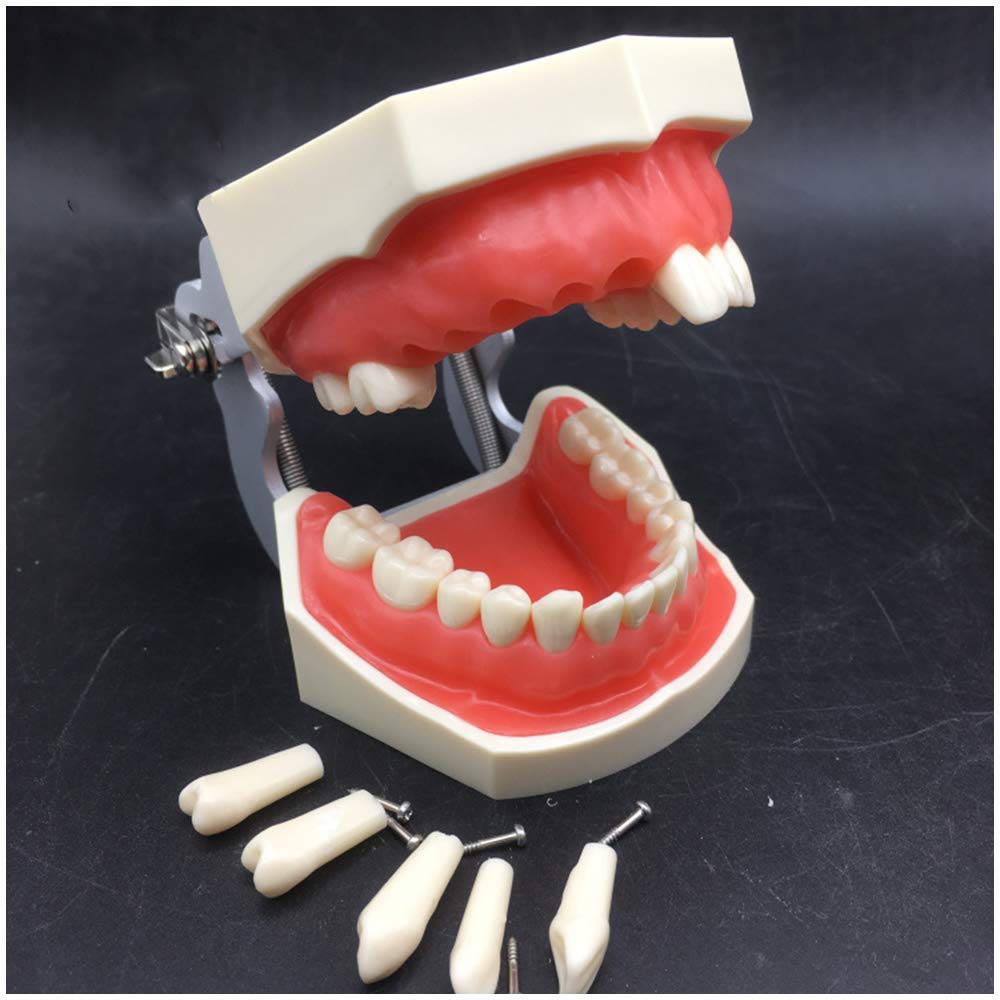 Buy PREPARATION Model preparation of the cavity encrustation crown with ...
